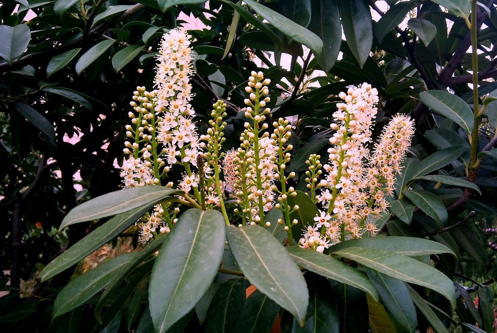 Árboles con alma: Laurel real. Laurel-cerezo. Laurel romano (Prunus ...