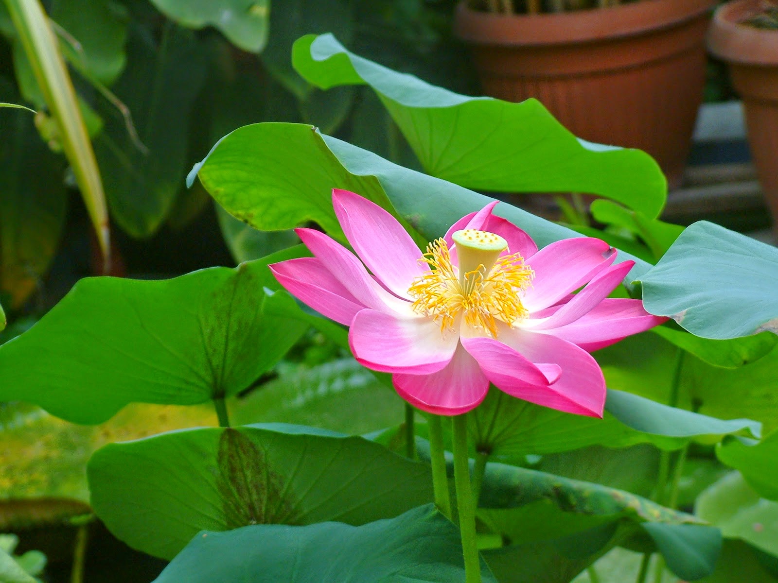 Dasar Bunga (Receptaculum atau Torus) ~ MUNAWI INSIDE