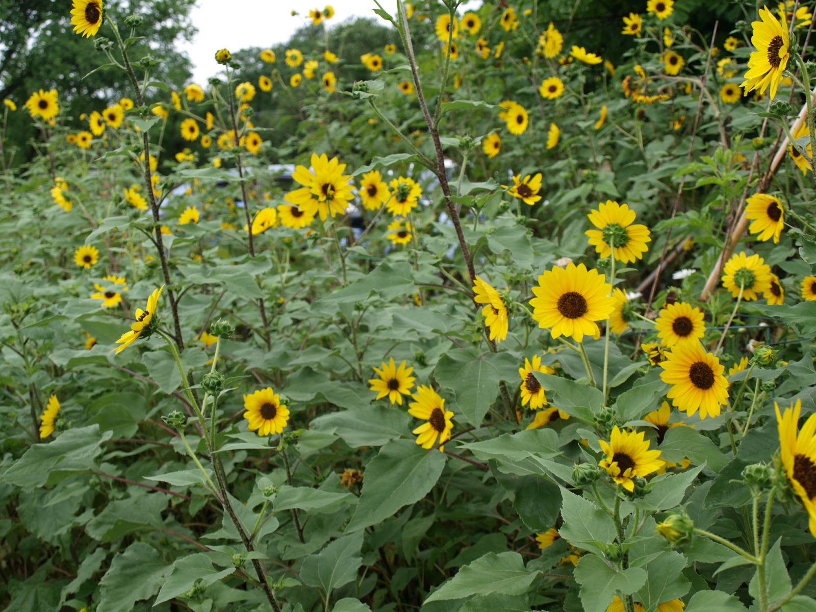 A Life Inspired by Nature: Sunflower Forest 2013