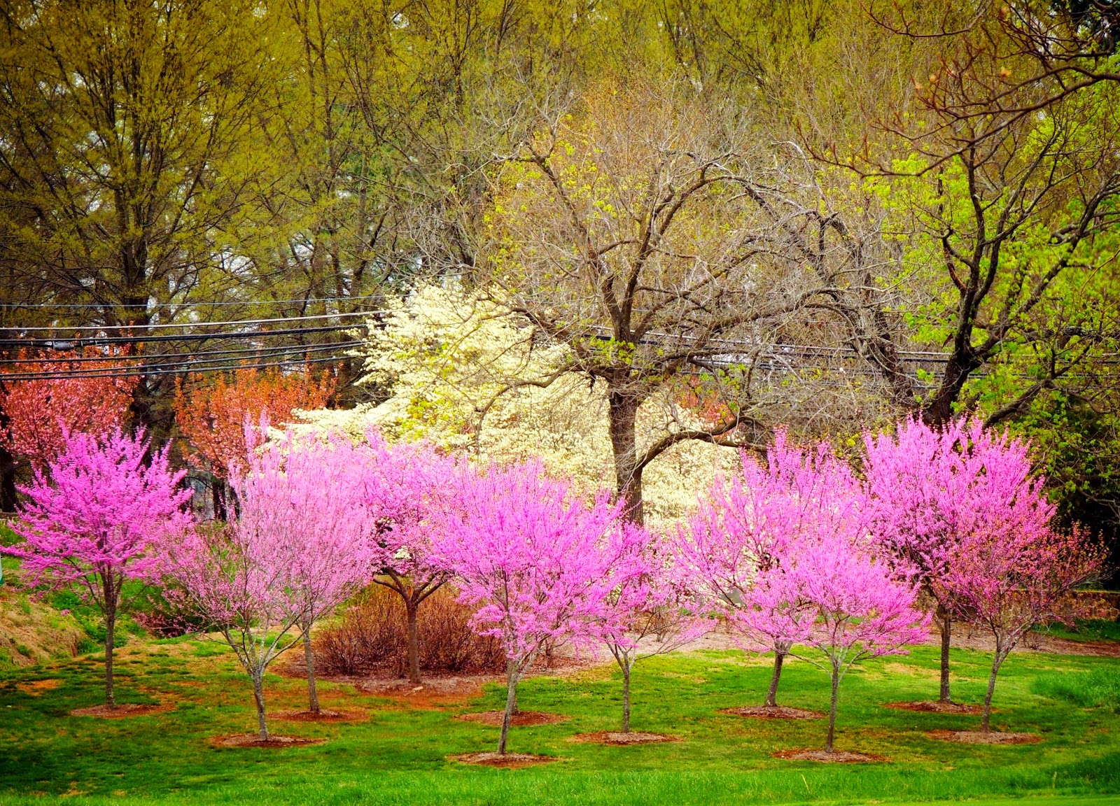 Let Your Light Shine: The Judas Tree