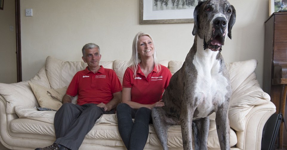 Welcome to KvnG Ololade Blog: The 7foot giant dog vying for the world's ...