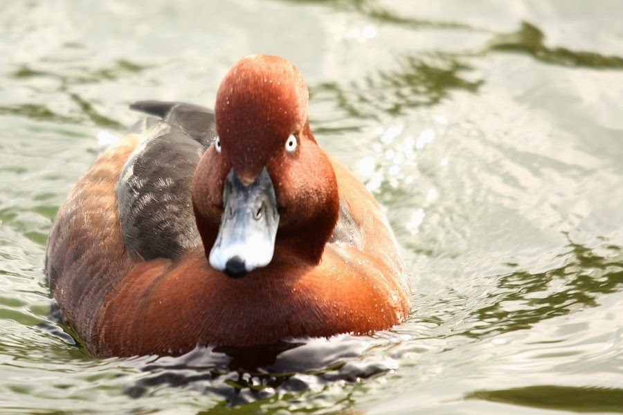 Fotografiando aves en Arteixo: Pato colorado, porrón pardo y europeo en ...
