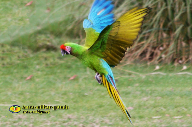 ORNITOLOGIA: Arara-militar-grande (Ara ambiguus)