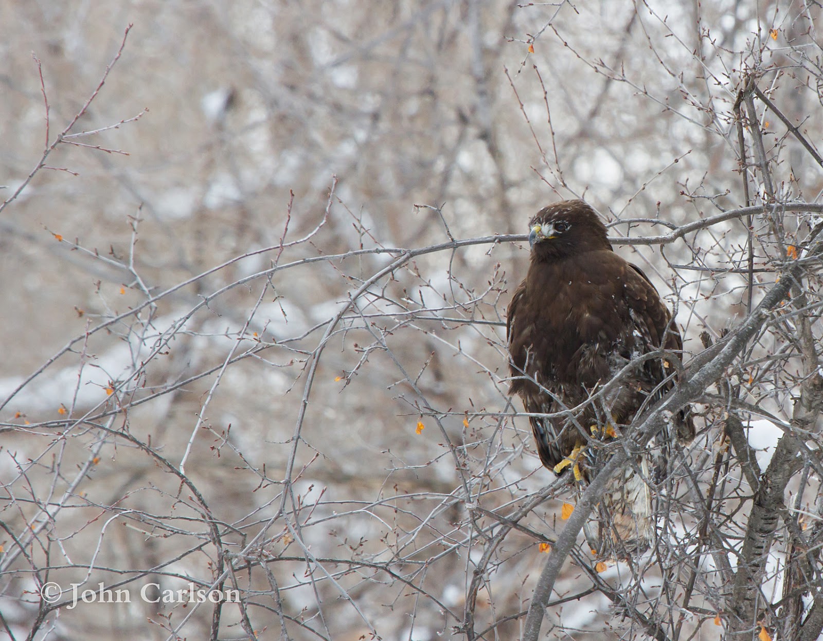 Prairie Ice: Winter Hawk