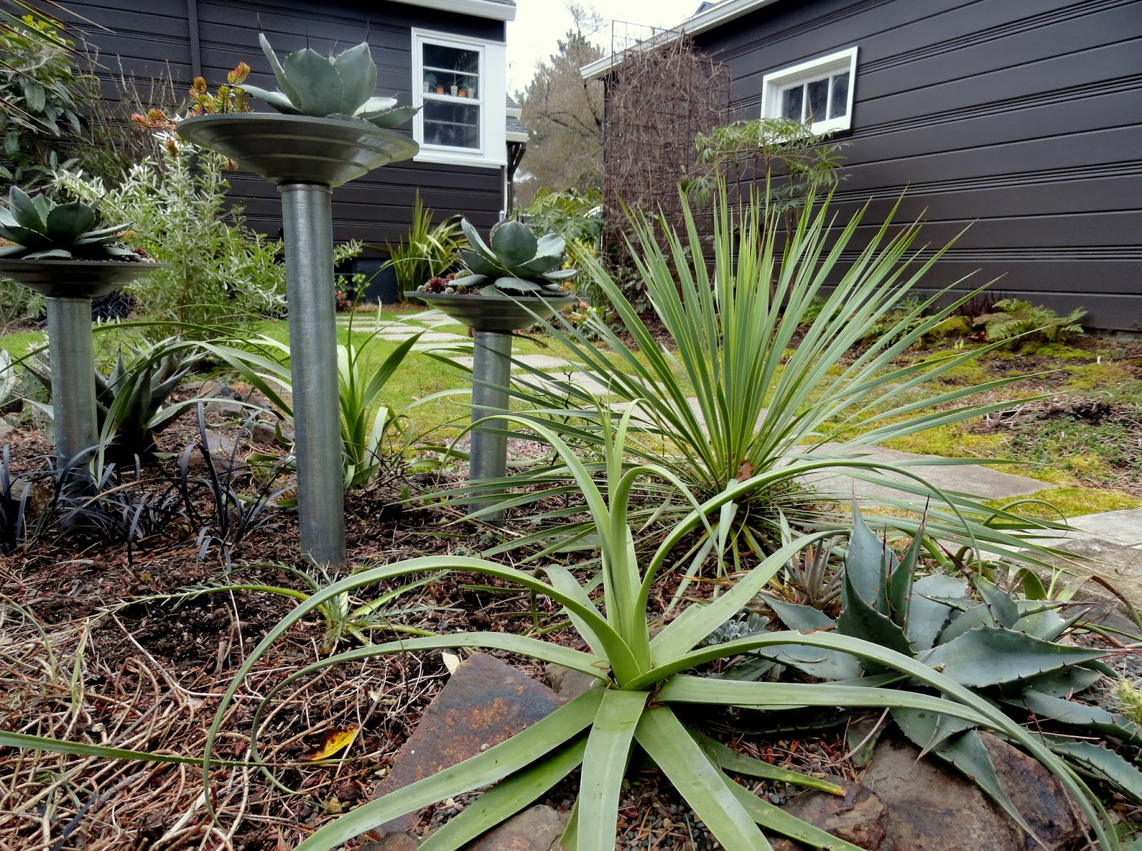 danger garden: Agave bracteosa is my favorite plant in the garden, this ...