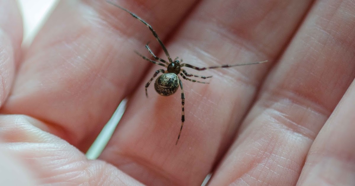 Window on a Texas Wildscape: Common house spider