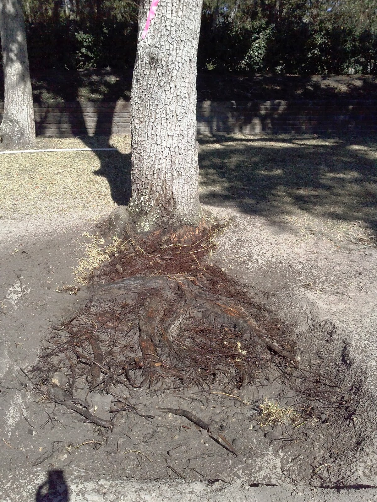 Tree Medics in Tampa: Rejuvenate your declining tree with the Air Spade
