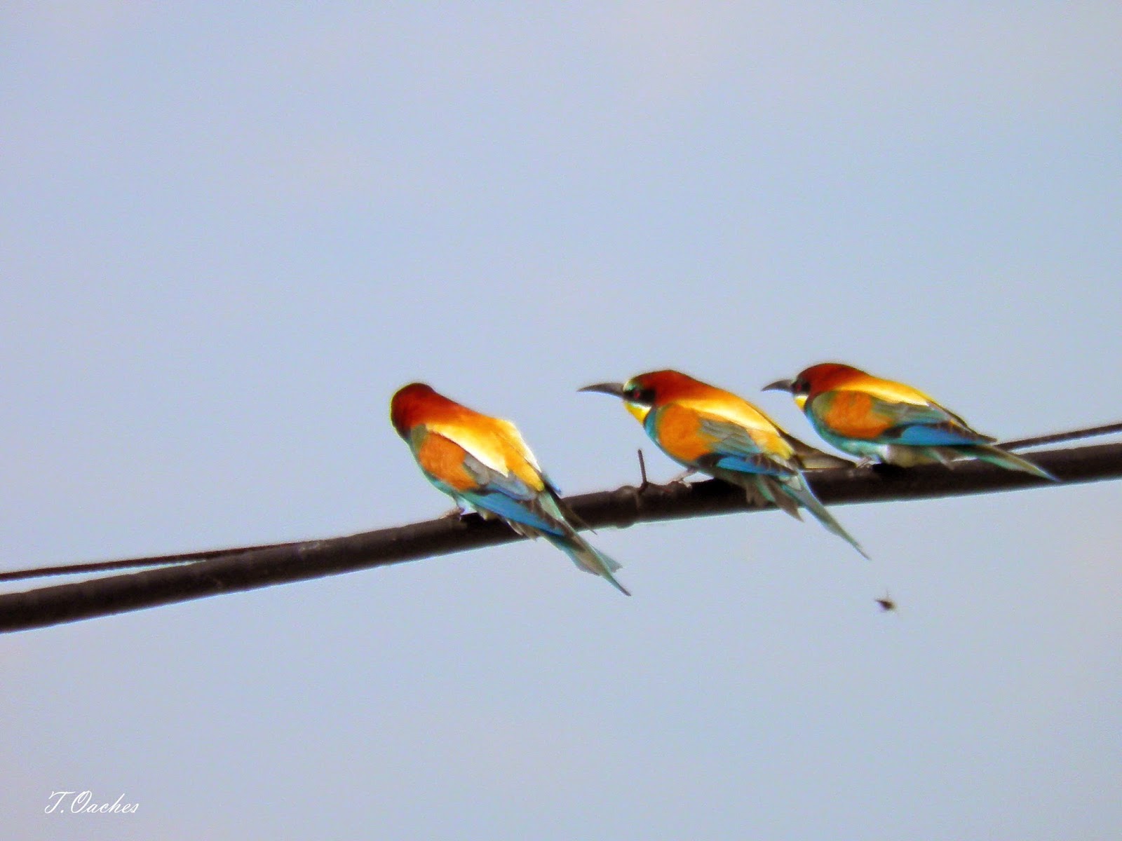 PASARI DIN ROMANIA: PRIGORIE, Merops apiaster