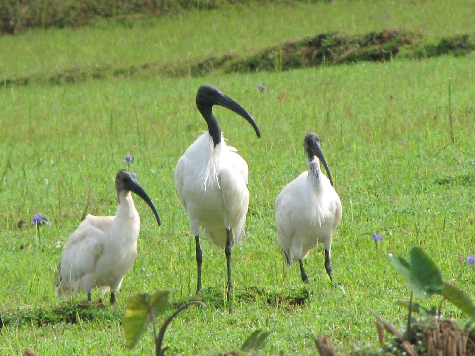 Birds Of Western Ghat: Bird Photo