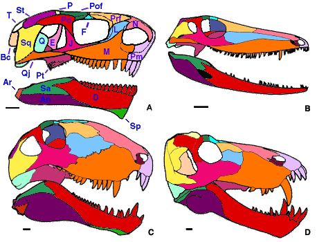 Evolutionary Vertebrate Zoology: July 2012