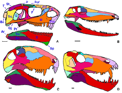 Evolutionary Vertebrate Zoology: July 2012