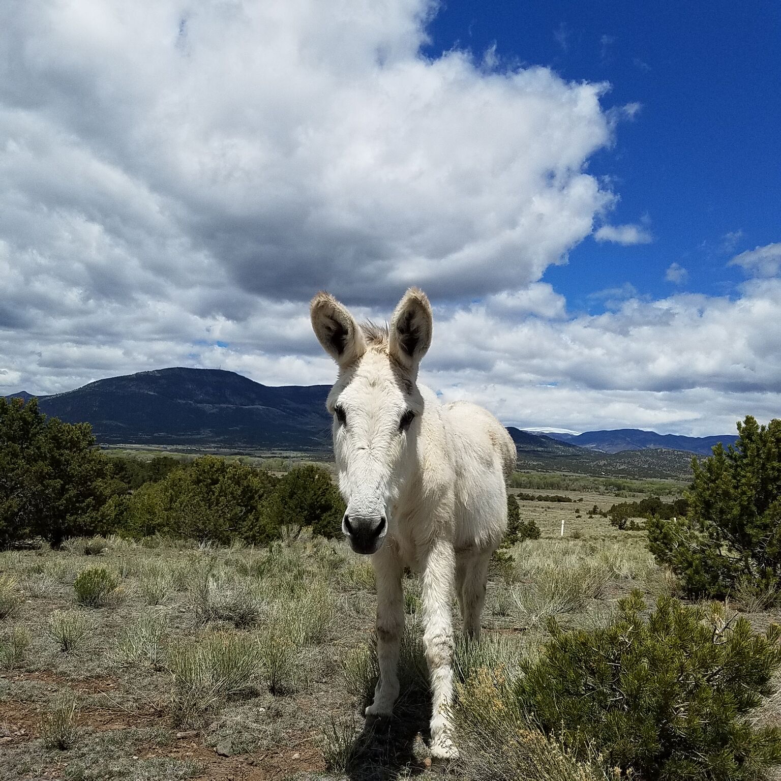 Forever Home Donkey Rescue: MAJOR CRISIS FROM THE DONKEYS POINT OF VIEW
