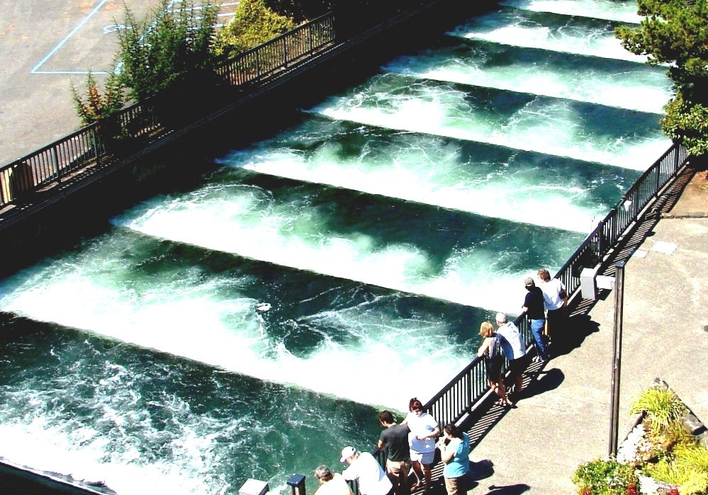 Fish Ladder - Bonneville Fish Ladder