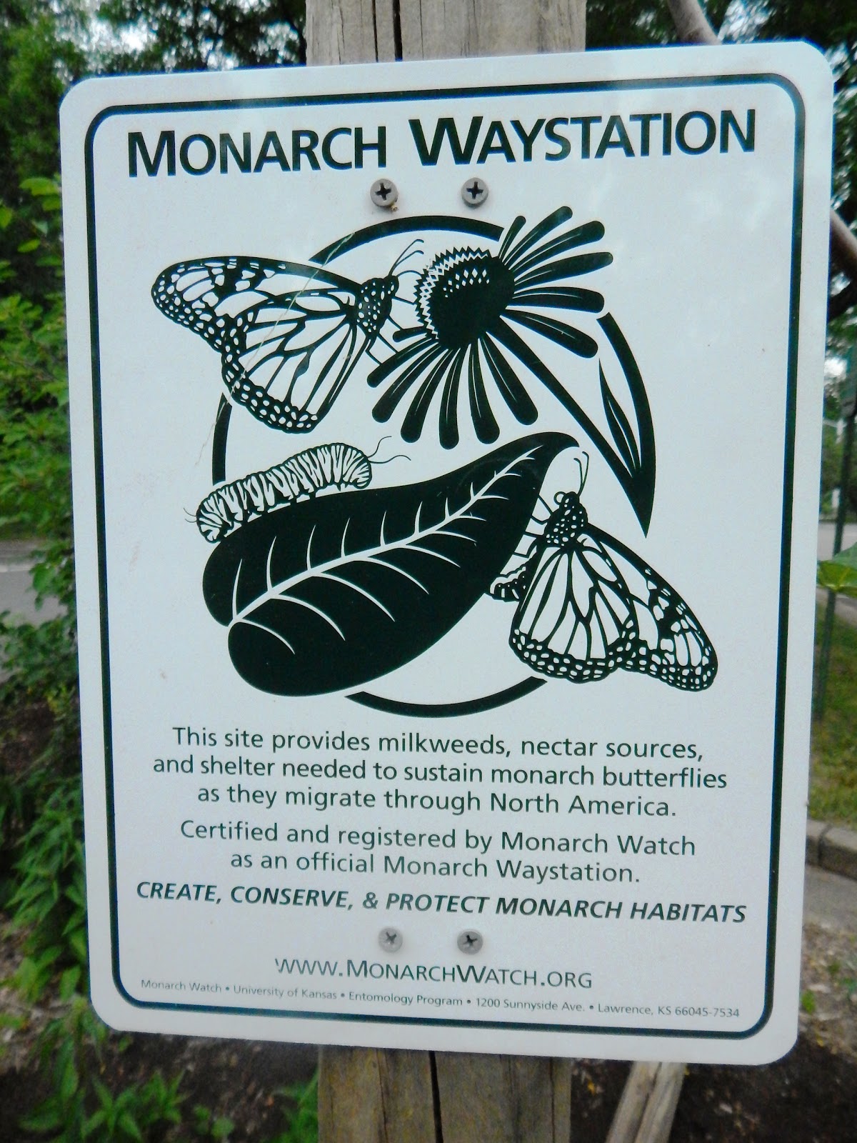 Capital Naturalist by Alonso Abugattas: Monarch Way Stations