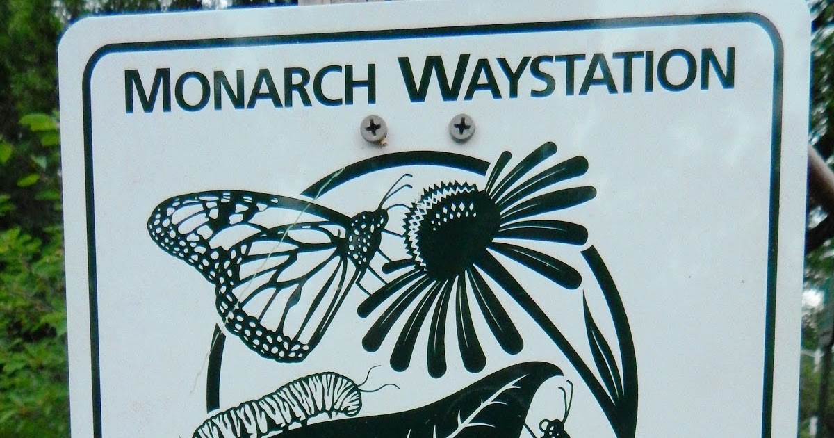 Capital Naturalist by Alonso Abugattas: Monarch Way Stations