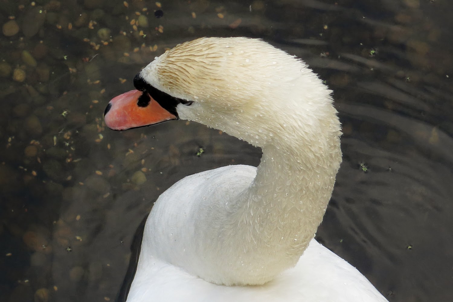 Norman & Norma - A Swan Love Story
