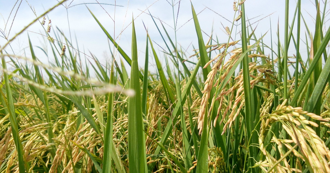 Sawah Padi Menguning Rezeki Petani