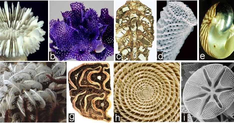 biomineralisations: Introduction