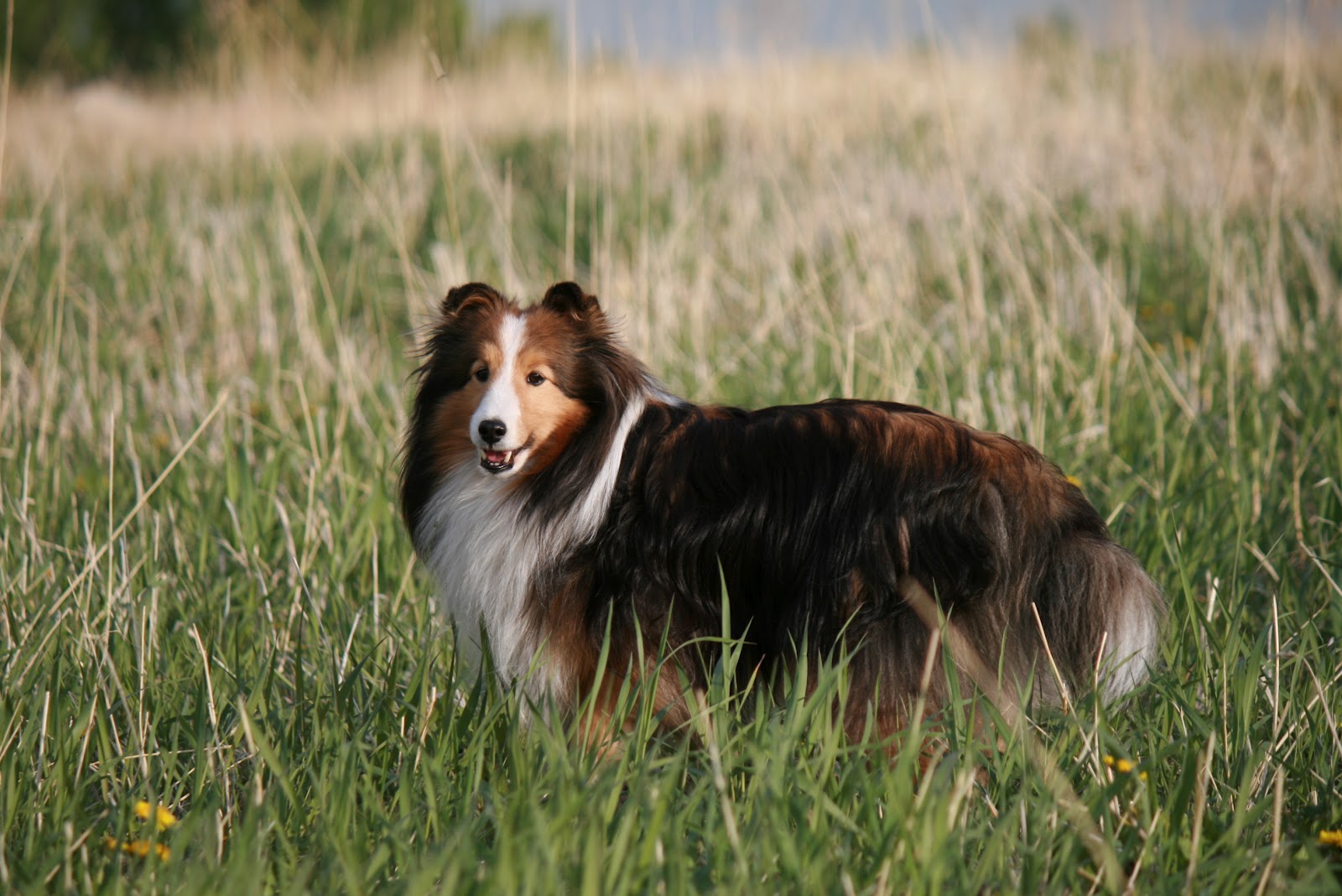 Hyper Hounds Shelties: sheltie pics