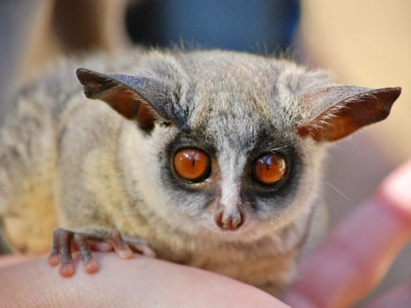 Epic's Interactive Blog: Incredible Bushbaby experience