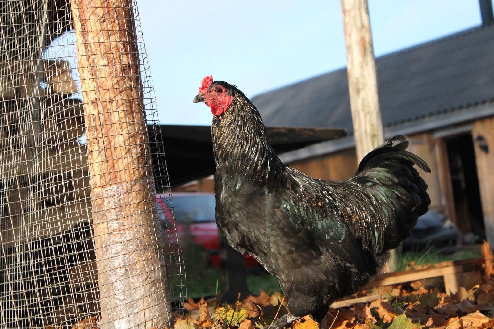 Maakad linnast - Meie uus algus: Kanad, kuked ja munad