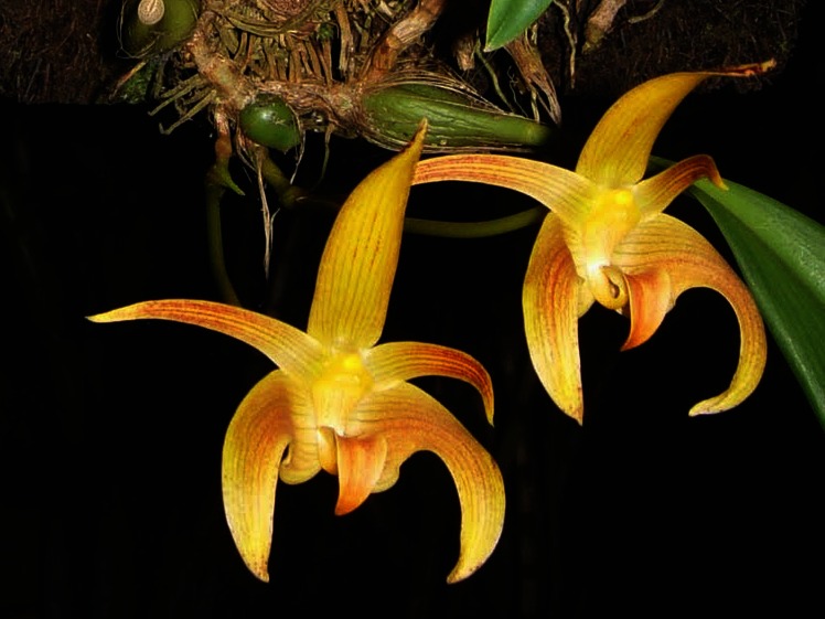 Bulbophyllum lobii Lindley 1847 ~ Orchid of Java