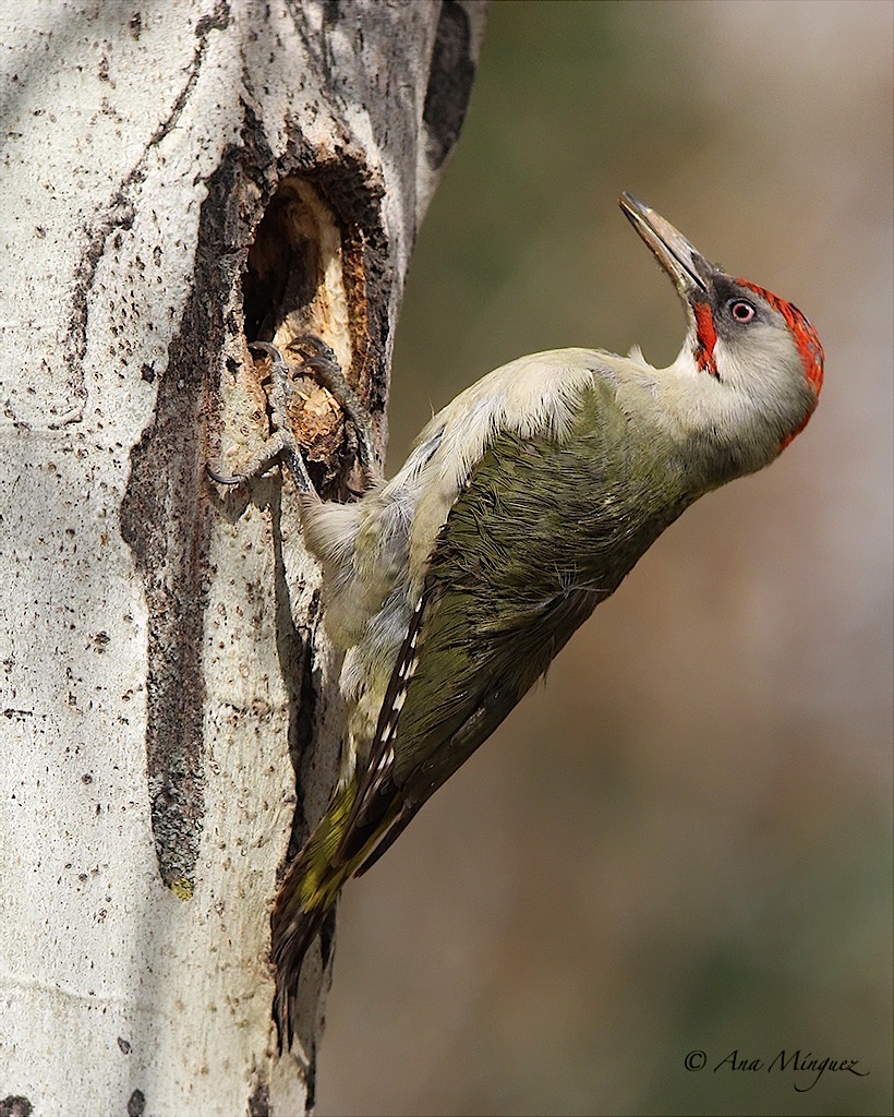 NATURANAFOTOS: Pito real ibérico