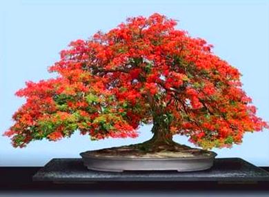 All HD: Bonsai