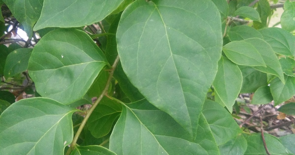 D' Qasih: unique leaf pattern ....... like a natural art ...