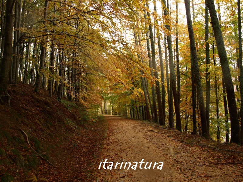 Selva de Irati: FLORA: Algo más que un bosque de hayas