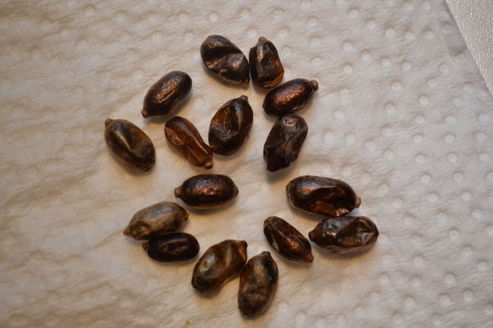 Strathcona Beekeepers' Library: Mason Bee Cocoon Cleaning