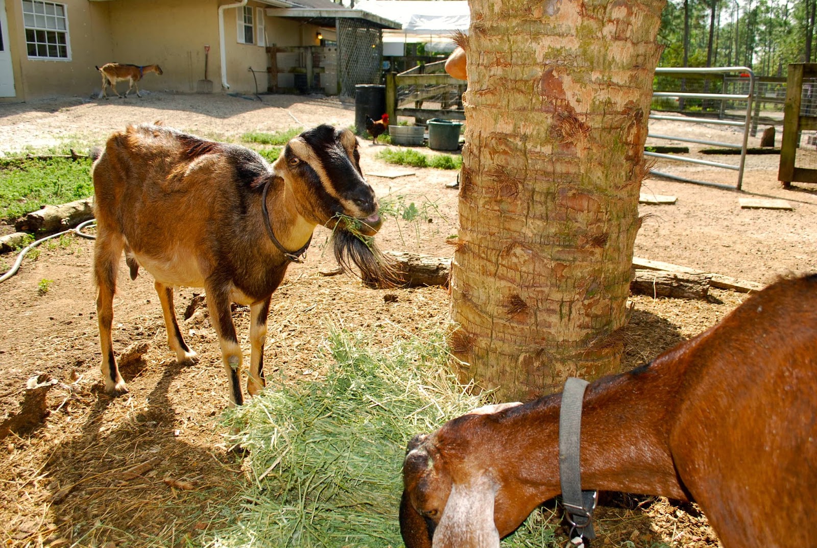 Helen A. Lockey: Goodness Gracious Acres, Raw Goat Milk, West Palm ...