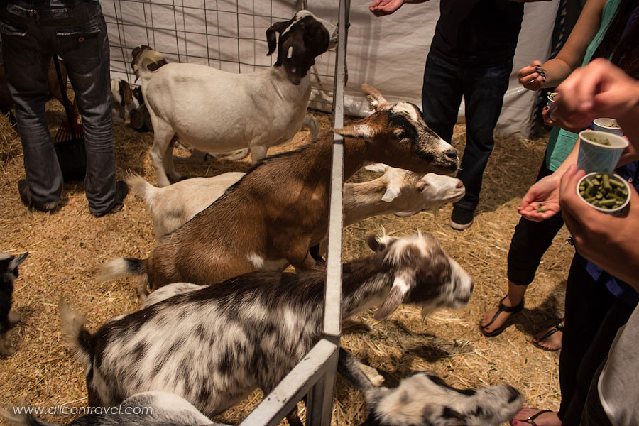 TRAVEL WITH ME: Orange County Fair 2012