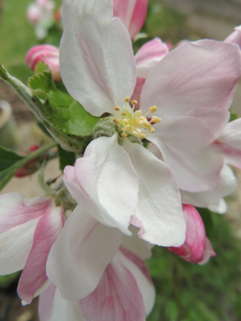 Garden Tool Set: Anatomy of an apple - A Short Study