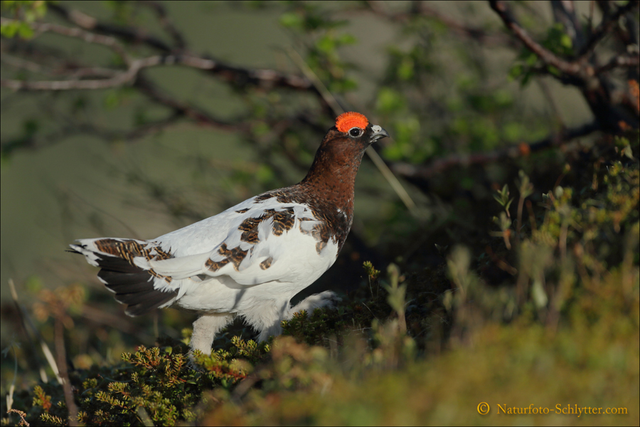 Villmarksopplevelser i ord og bilder!: Ryper og mer...