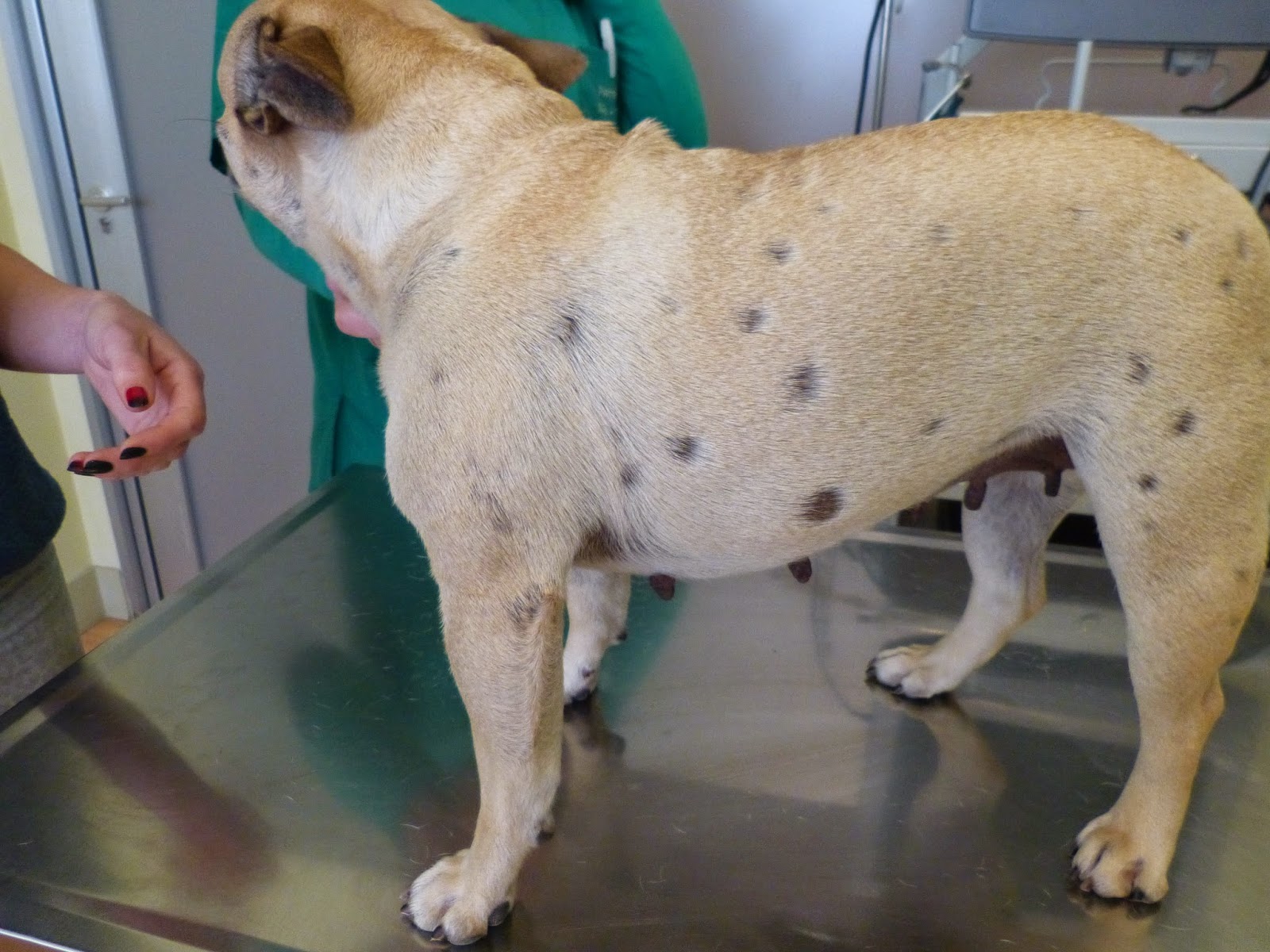 perros y gatos con piel y pelo: Alopecia y foliculitis bacteriana