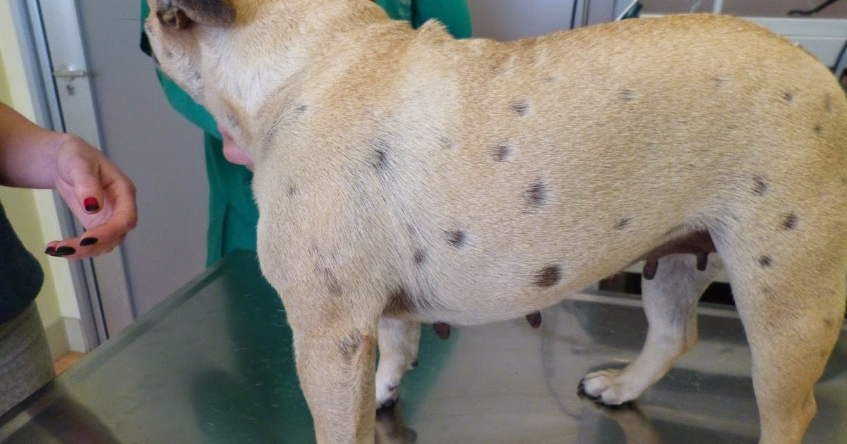 perros y gatos con piel y pelo: Alopecia y foliculitis bacteriana