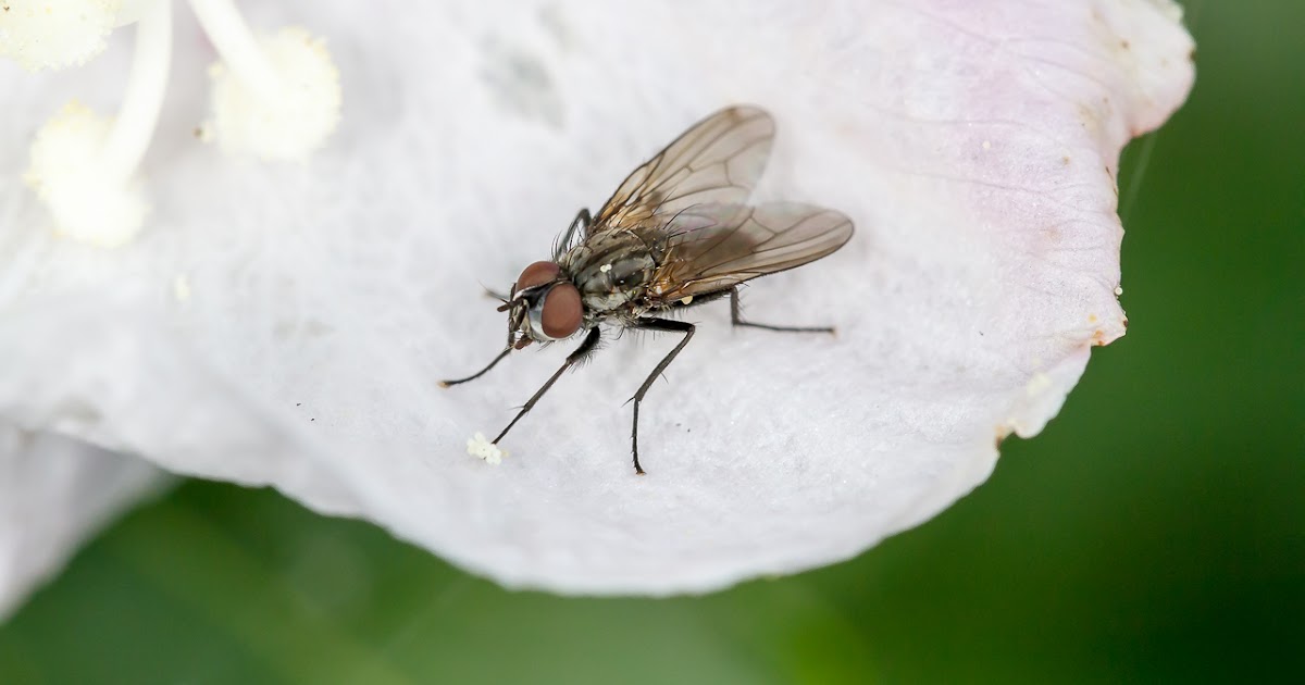 foto by andy: die Fliege