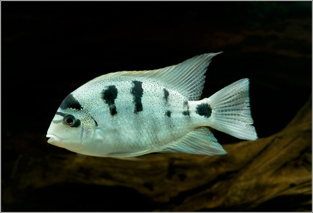 Aqua-Geo: ამერიკული ციხლიდების გალერეა