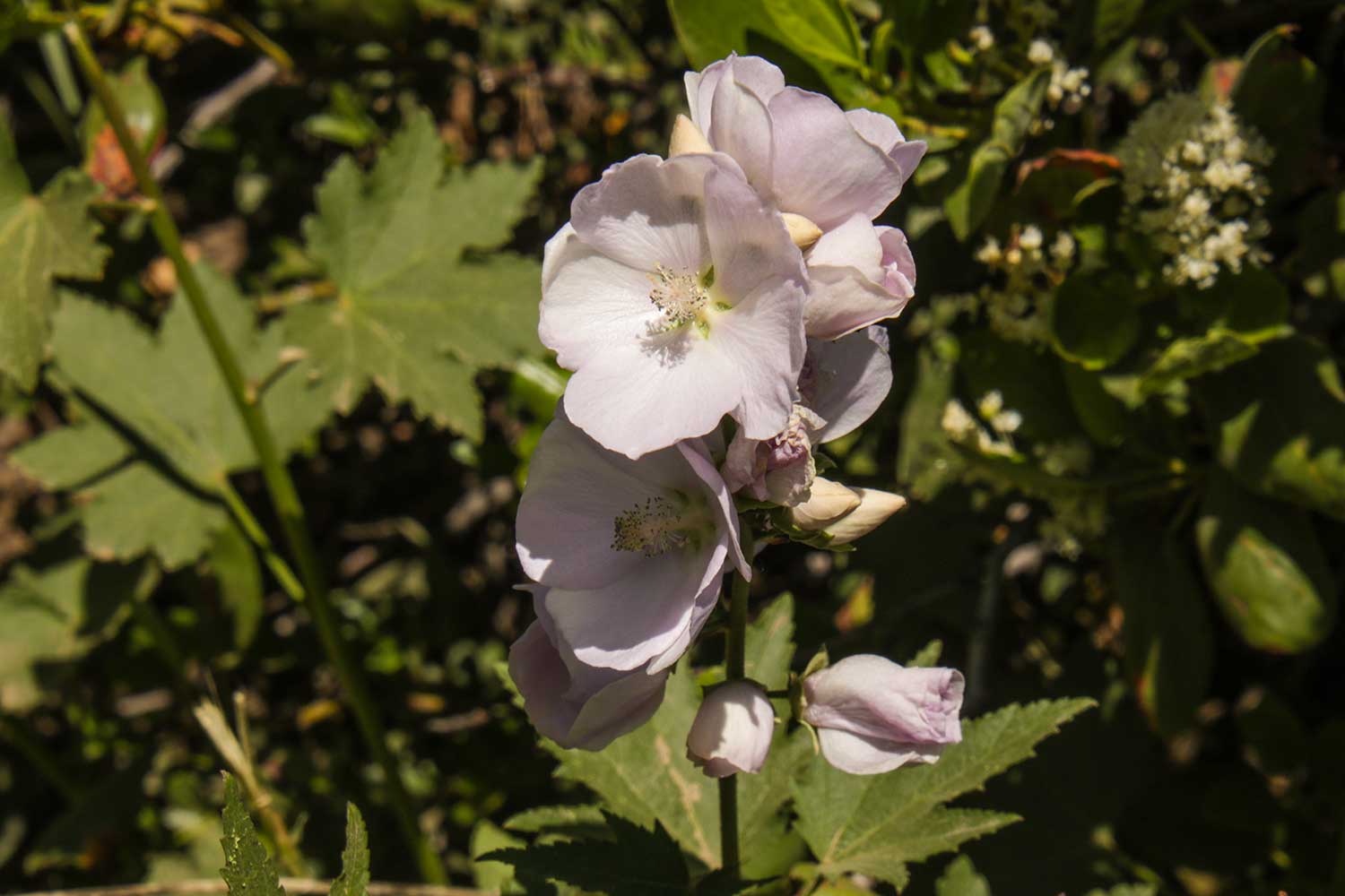 Wasatch Wildflowers: Wild Hollyhock (Iliamna rivularis)