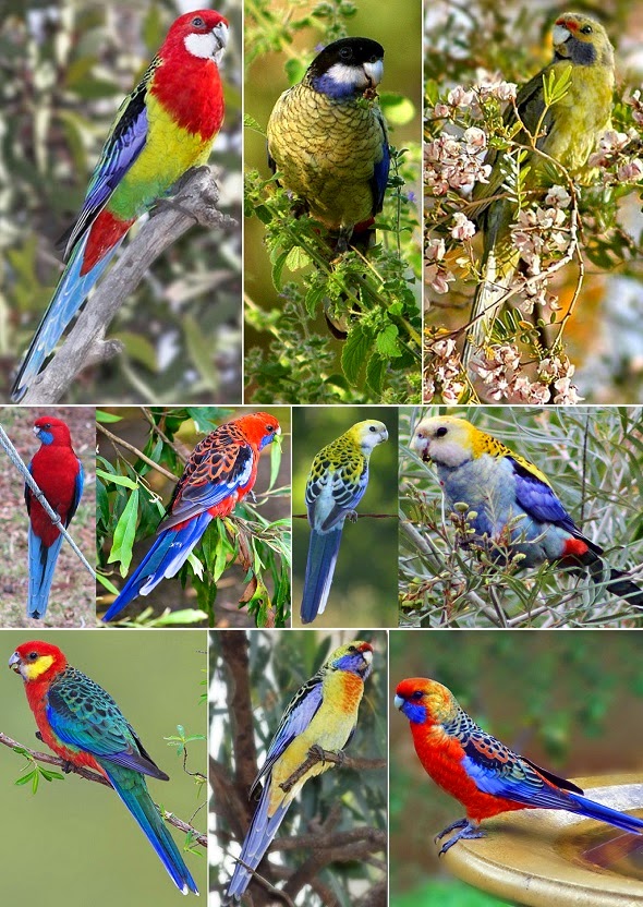 Catatan Burung: Mengenal Si Cantik Rosella / Platycercus