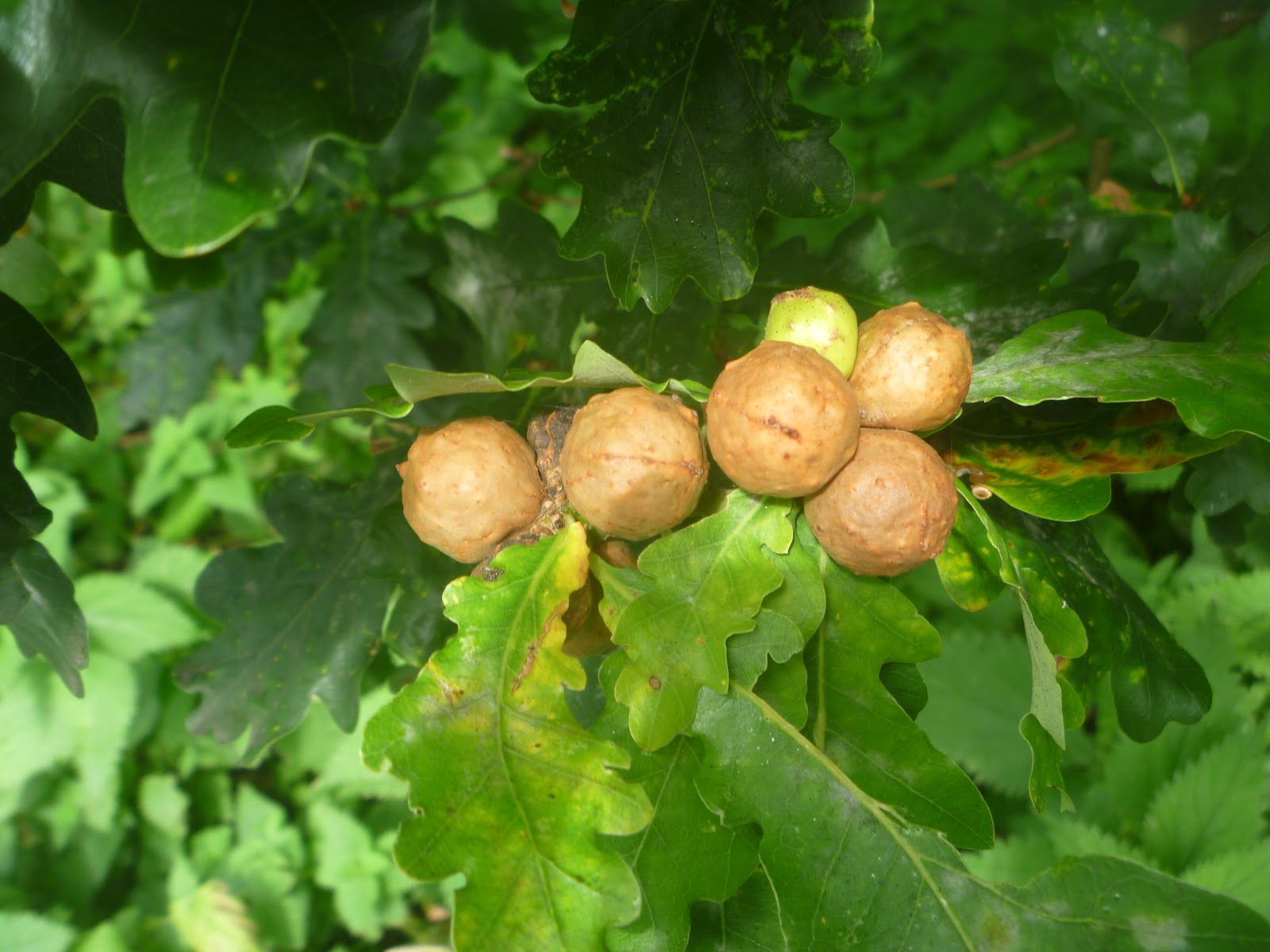 Crafty Green Poet: Hiding Snails and Oak Galls