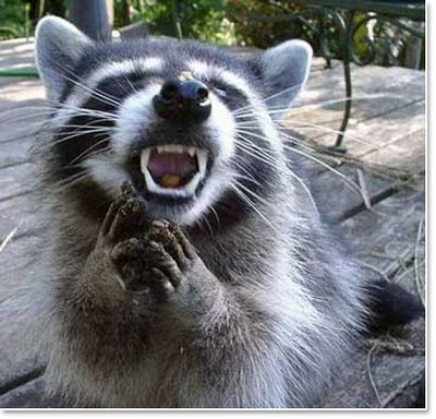 TPedições: Um pouco sobre o Guaxinim