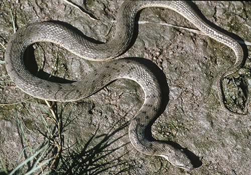 Aquatic Snakes: Southeast Asian Bockadam, Cerberus schneiderii ...