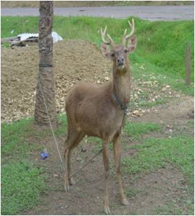 Hasil Tani Trading: Daging Rusa Segar & Rusa Hidup