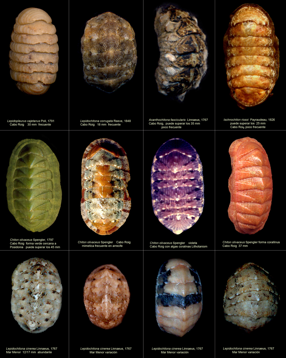 MALACOLOGÍA MEDITERRÁNEA: 2011-11-06