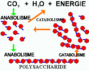 vazme website: ANABOLISME