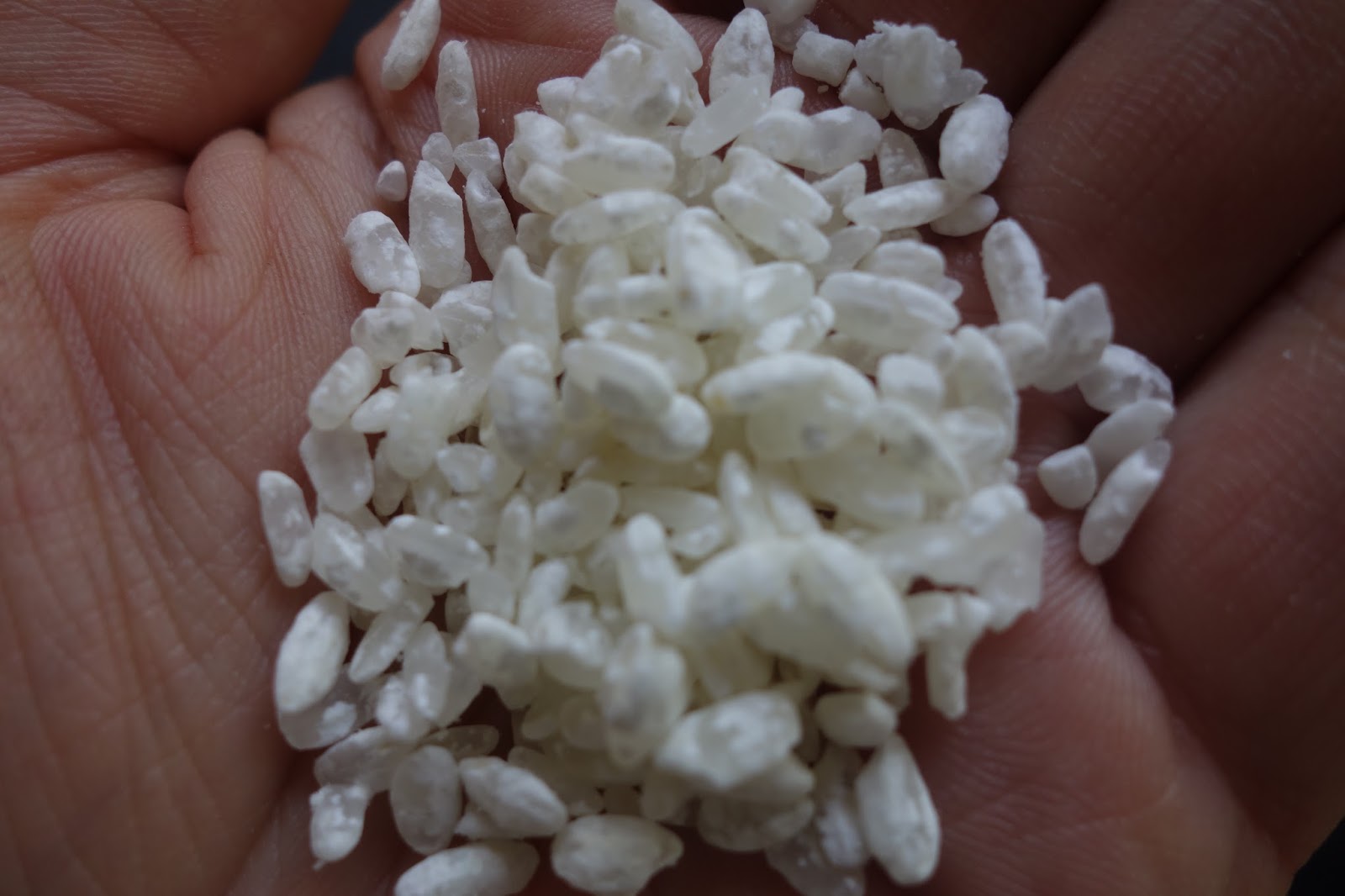 the art of fermentation: learning how to make koji, for brewing sake