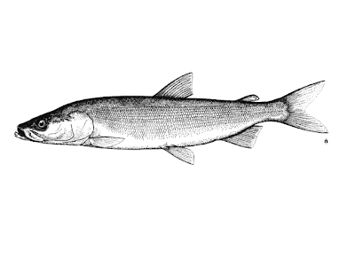 Laberinto en extinción: Salmón blanco (Stenodus leucichthys)