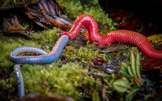 Borneo's Mount Kinabalu, Flesh Eating, Giant Red Leech Swallows huge ...